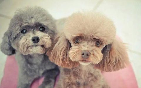 深入了解黑色拉布拉多犬：毛色、性格与饲养优势全解析_小狗情人